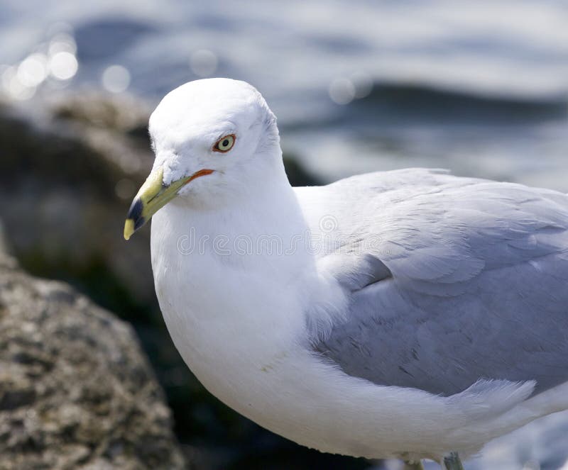 Beautiful Isolated Image with a Gull Stock Image - Image of confident ...