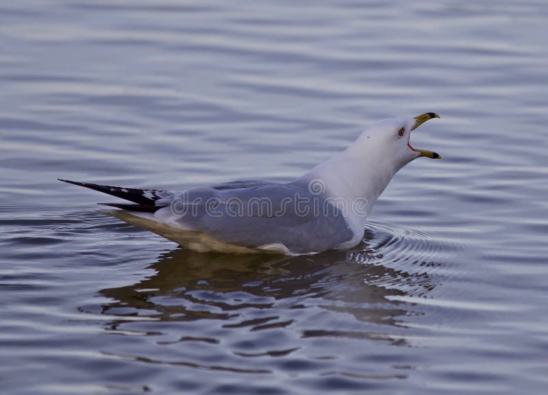 Screaming gull stock photo. Image of watching, ring, looking - 55161230