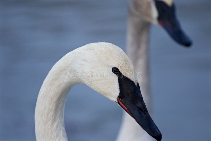 Beautiful Isolated Image with the Trumpeter Swans Stock Photo - Image ...