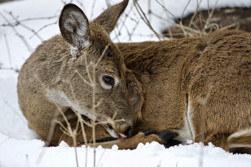 Beautiful Isolated Image with a Wild Deer in the Snowy Forest Stock ...