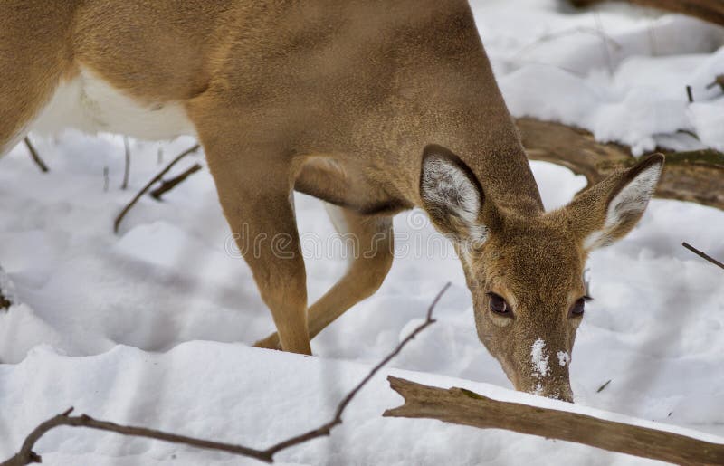 Beautiful Isolated Image with a Wild Deer in the Snowy Forest Stock ...
