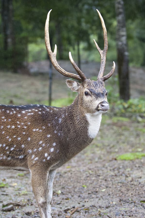 Beautiful Isolated Photo of a Cute Wild Deer in the Forest Stock Photo ...