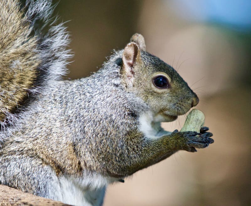 Beautiful Isolated Photo of a Funny Cute Squirrel with a Nut Stock ...