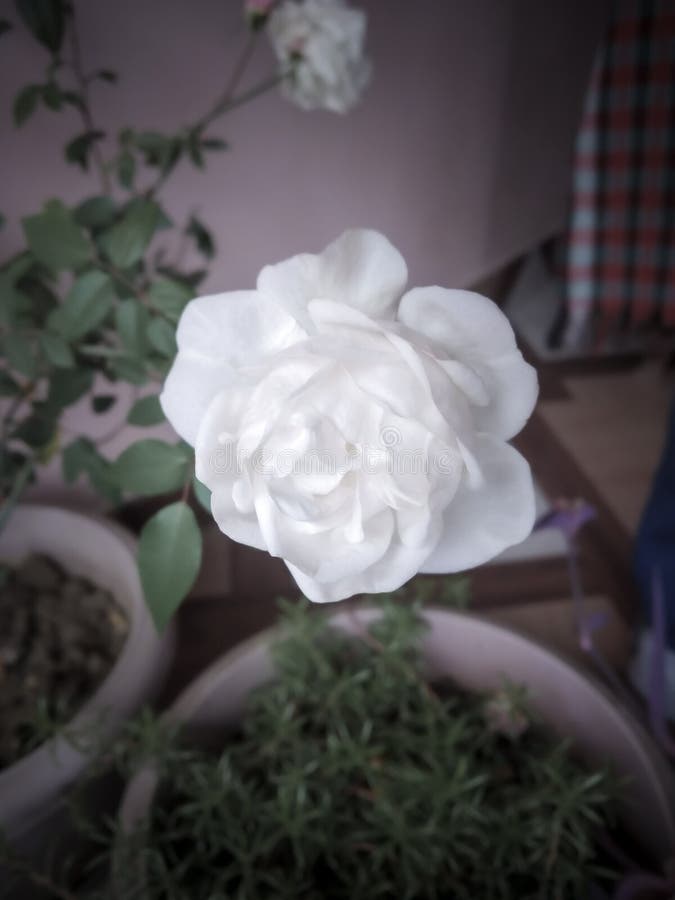 Beautiful Isolated White Rose Flower in a Pot. Stock Photo - Image of ...