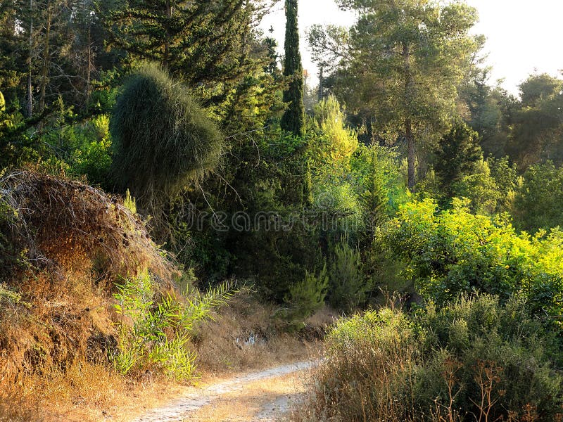 Israeli forest . stock image. Image of forest, nature - 211782977