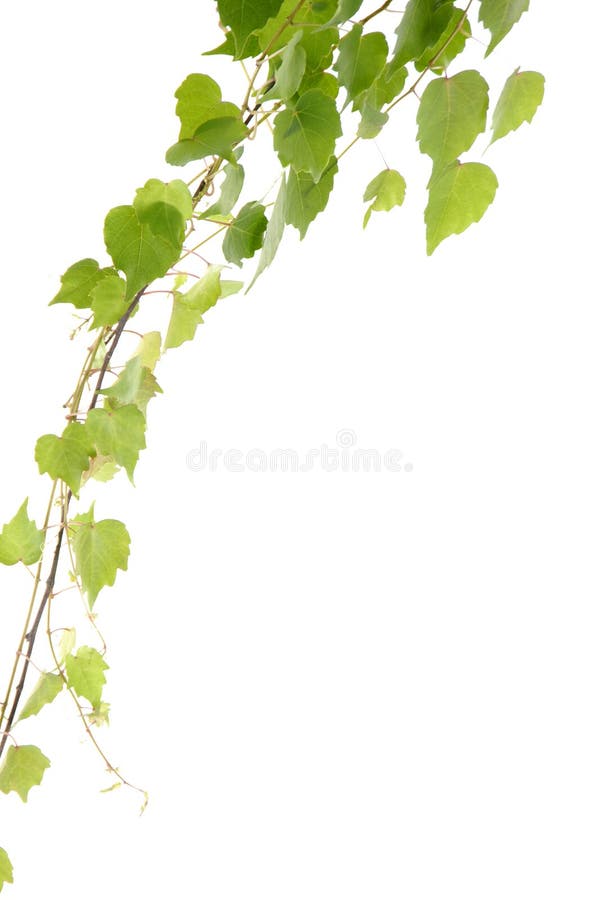 56+ Ivy border Free Stock Photos - StockFreeImages