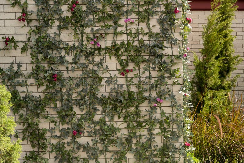 A beautiful ivy stock photo. Image of abstract, climbing - 158762704