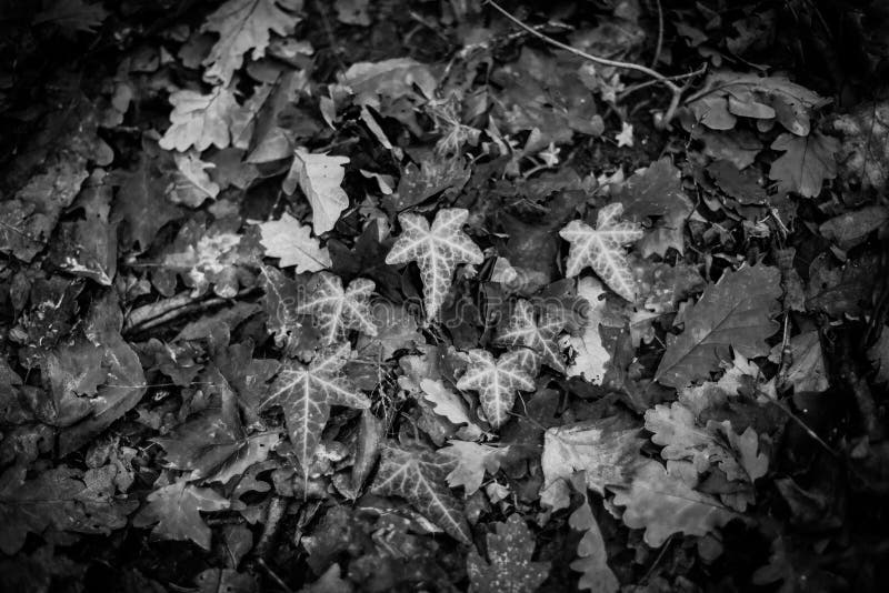 Beautiful Ivy Leaves Break through Old Fallen Leaves Stock Image ...