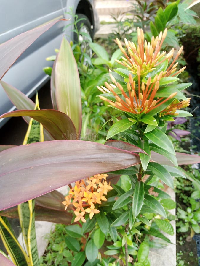Beautiful Ixora Chinensis Flowers Perched on the Leaves Stock Photo ...