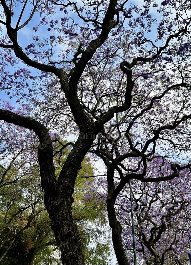 Beautiful Jacaranda Tree with Thick, Strong Trunk and Branches Stock ...