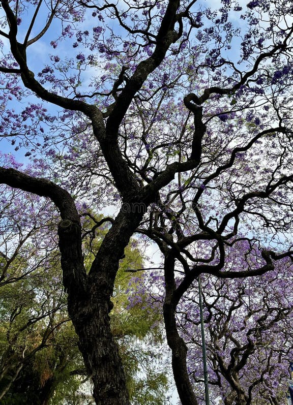 Beautiful Jacaranda Tree with Thick, Strong Trunk and Branches Stock ...
