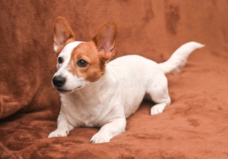 Beautiful Jack Russell Dog on the Couch Stock Photo - Image of playful ...