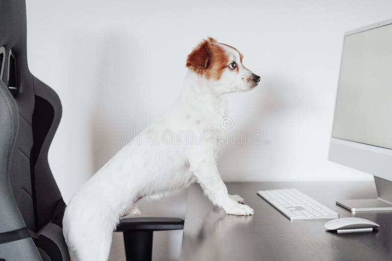 Beautiful Jack Russell Dog Working on Computer at Home Office. Pets ...