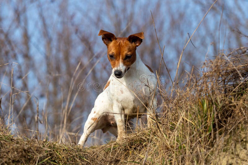 Beautiful Jack Russell Terrier on the Grass Stock Image - Image of ...