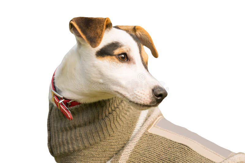 Beautiful Jack Russell Terrier Portrait Isolated on White. Stock Photo ...