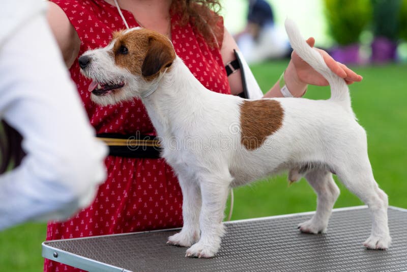 A Beautiful Jack Russell Terrier Shown on the Table. Stock Image ...
