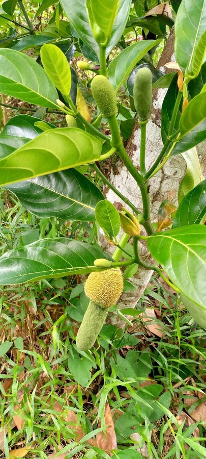 The Beautiful Jackfruit Shape Stock Photo - Image of jackfruit, unique ...