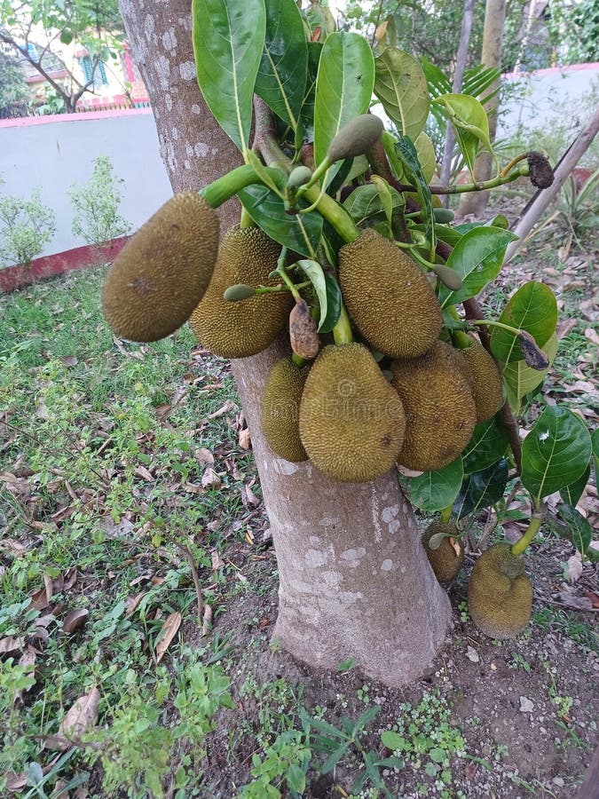 Beautiful Jackfruit Tree with Fruits Stock Image - Image of jackfruit ...