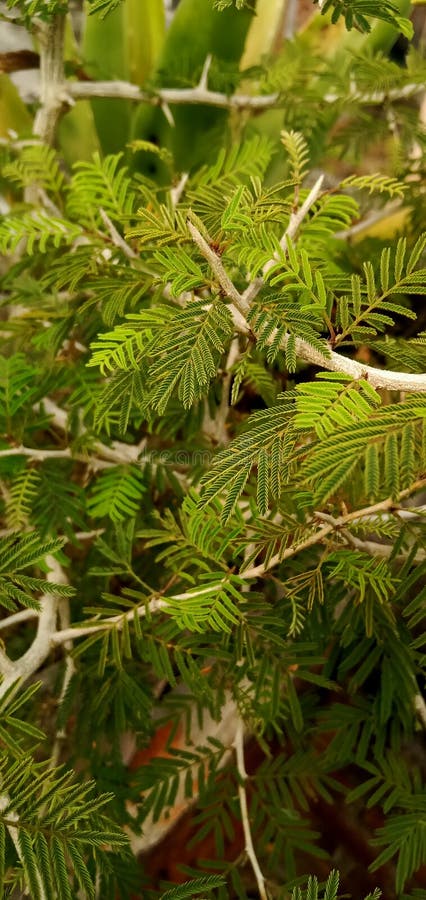 This is a Beautiful Jand Plant Stock Image - Image of jand, green ...