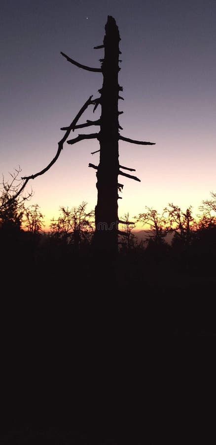 Beautiful January Sunset with Tree Line Stock Photo - Image of tree ...