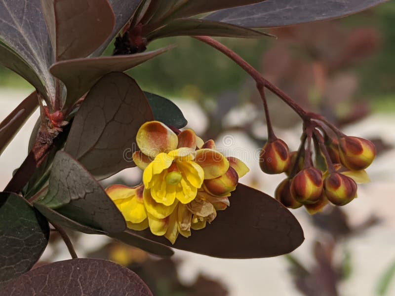 Beautiful Japanese Barberry Plant Stock Image - Image of beautiful ...