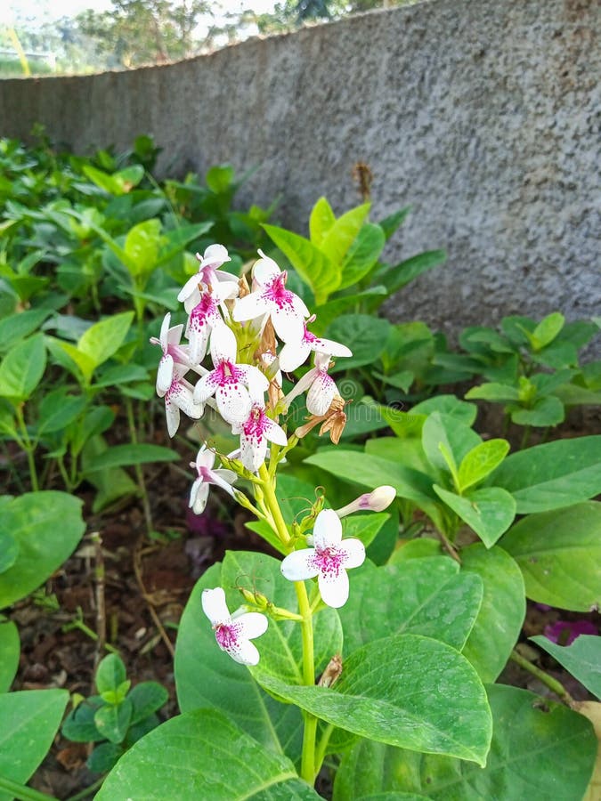 Beautiful Japanese Jasmine Flower in the Park Stock Image - Image of ...