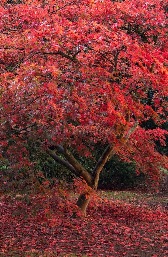 Beautiful Japanese Maple Acer Tree in Full Autumn Color Stock Photo ...
