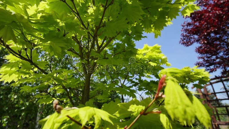 Beautiful Japanese Maple Sapling in Springtime Stock Footage - Video of ...