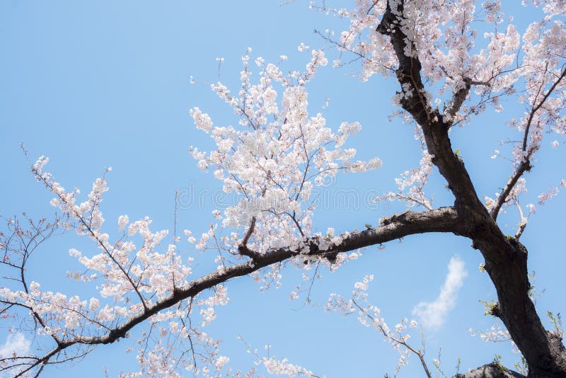 Beautiful Japanese Sakura Cherry Blossom Trees during Spring in Tokyo ...