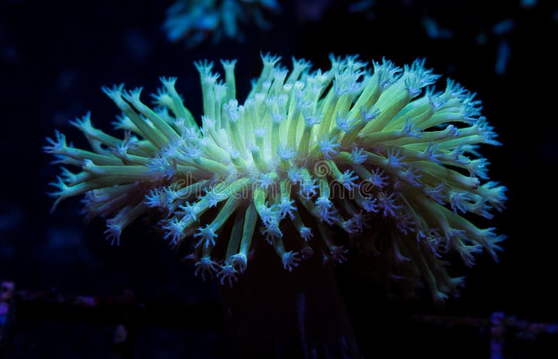 Japanese Toadstool Leather Coral Stock Image - Image of polyps ...
