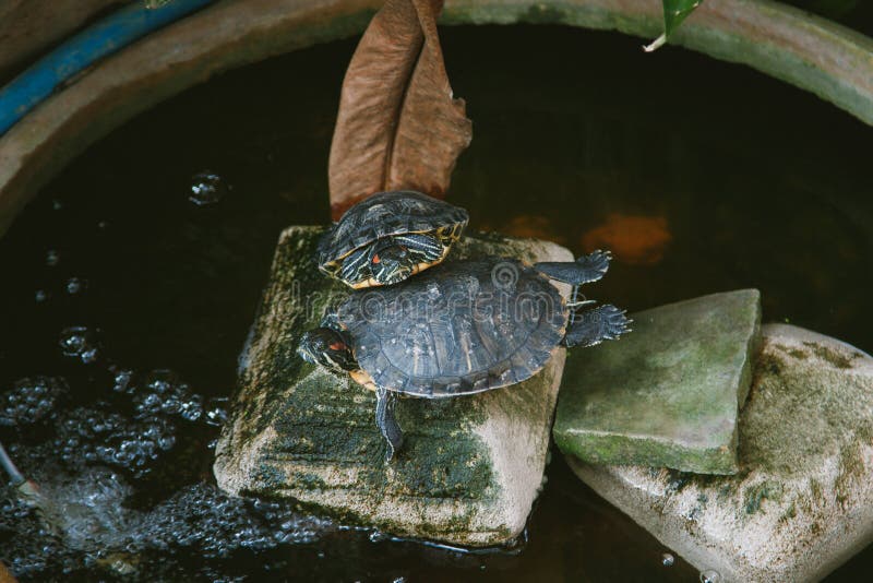 Japanese turtles in a pond stock photo. Image of outdoors - 102715120