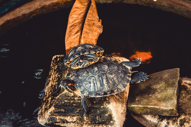 Japanese turtles in a pond stock photo. Image of nature - 102715138