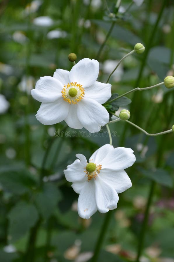 Beautiful White Anemone Flowers Stock Image - Image of flowers, yellow ...