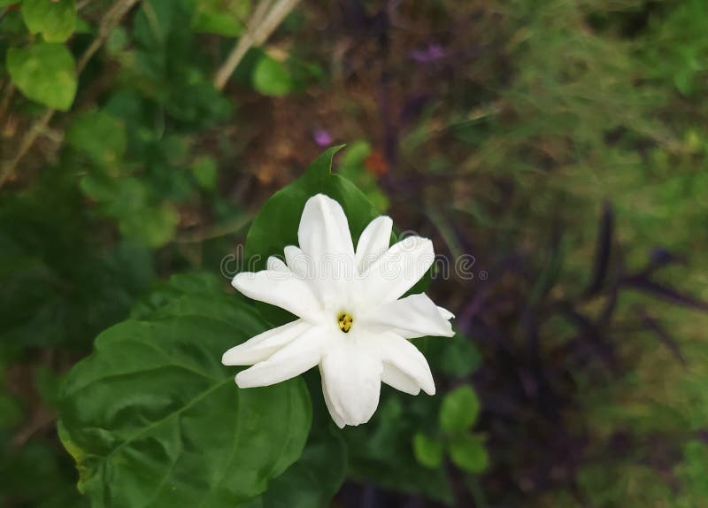 Beautiful jasmine flower stock photo. Image of jasmine - 184696772