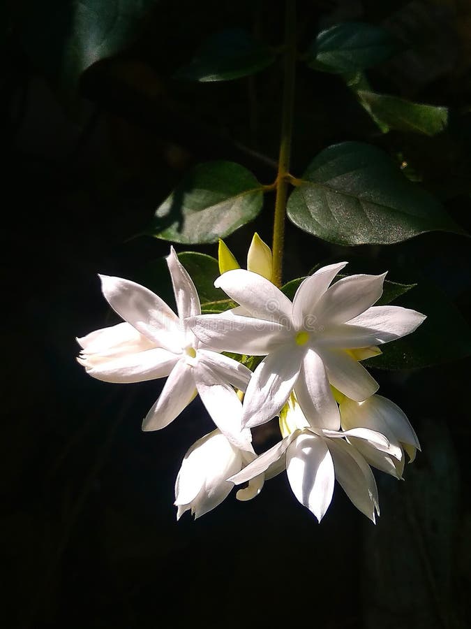 The Beautiful Jasmine Flower Picture Stock Photo - Image of green ...