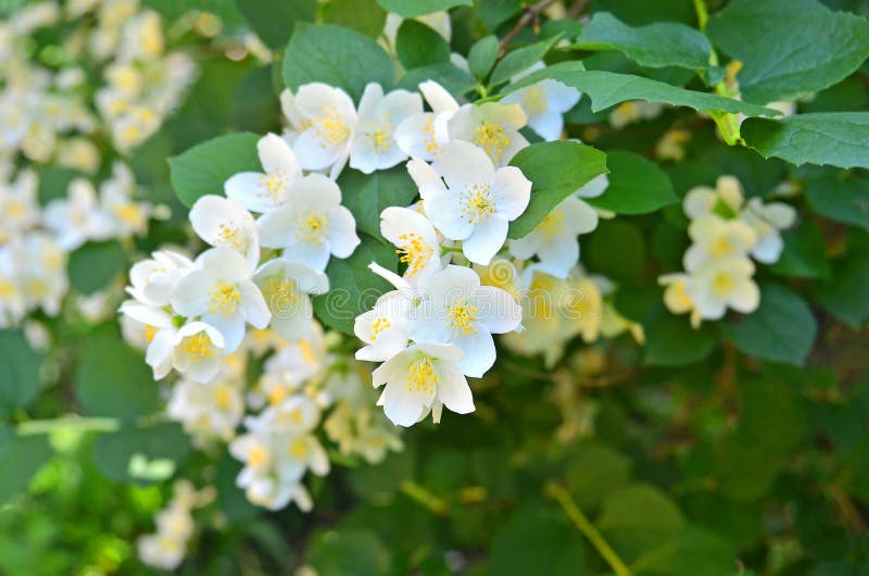 Beautiful jasmine flower stock image. Image of floral - 86208341