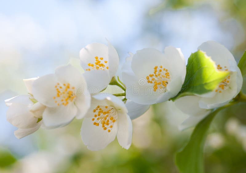 Beautiful jasmine flowers stock image. Image of petal - 26172807