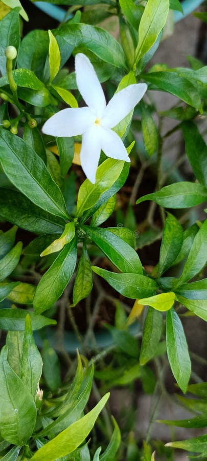 Beautiful Jasminum Sambac Flowers in Front of the House Stock Image ...