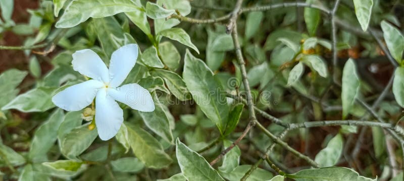 Beautiful Jasminum Sambac Flowers in Front of the House Stock Image ...