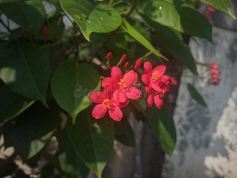 Beautiful Jatropha Red Flowers Stock Photo - Image of jatropha, plant ...