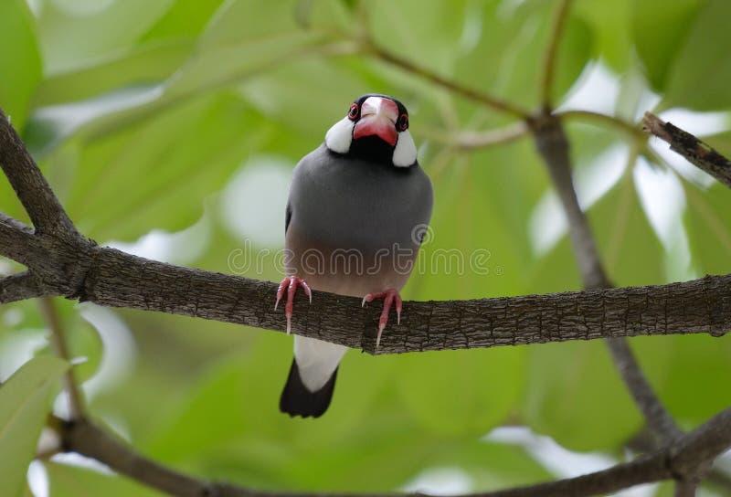 Java Sparrow Lonchura Oryzivora Stock Image - Image of asian, black ...