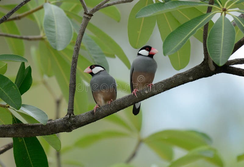 Java Sparrow Lonchura Oryzivora Stock Photo - Image of multicolour ...