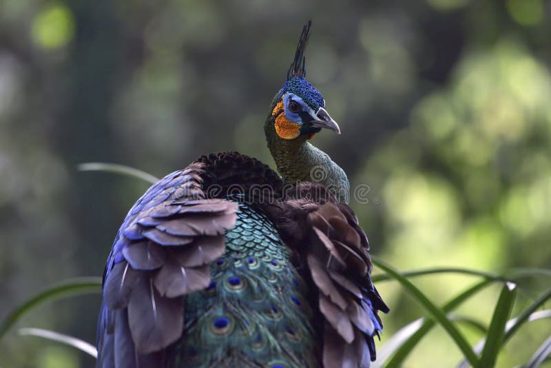 Beautiful Javan Green Peacock in the Forest Stock Image - Image of ...