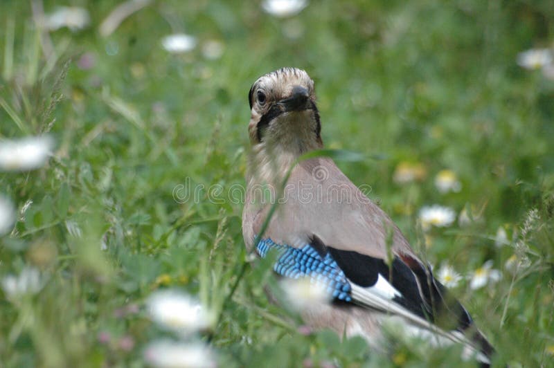 Beautiful Jay bird stock photo. Image of body, habitat - 4722416