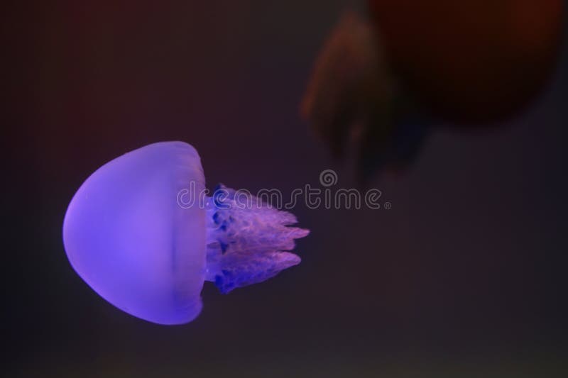 The beautiful jellyfish stock photo. Image of jellyfish - 275428262