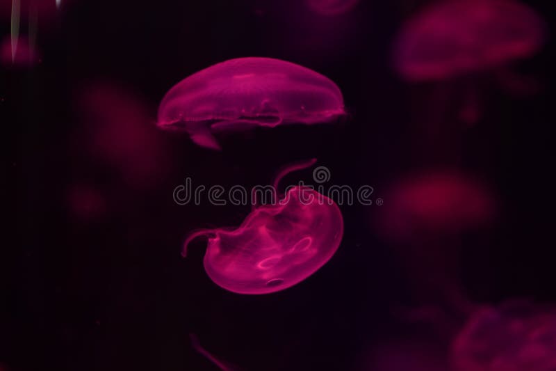 The beautiful jellyfish stock photo. Image of beautiful - 275428326