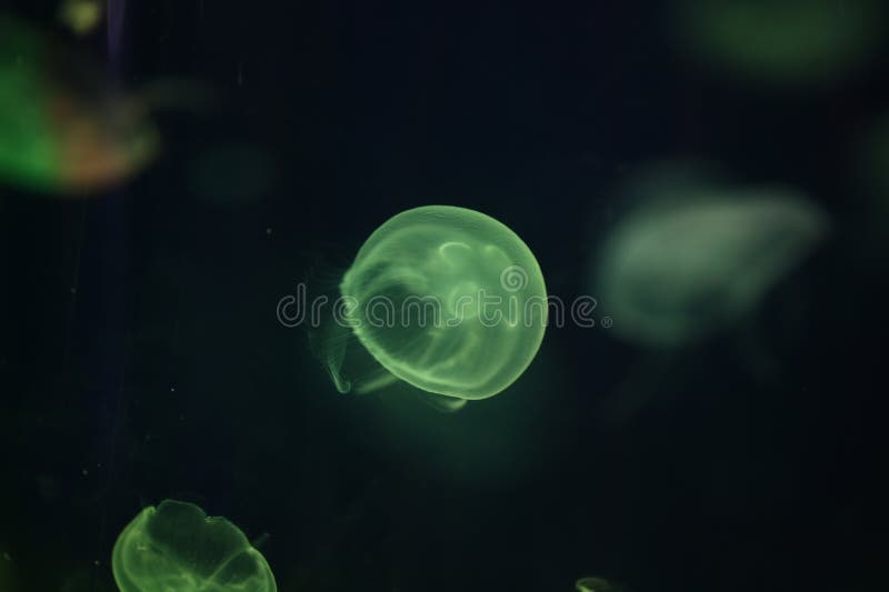 The beautiful jellyfish stock image. Image of reptiles - 275428349
