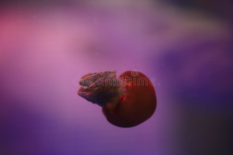 The beautiful jellyfish stock photo. Image of products - 347094968