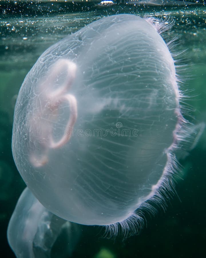 A Beautiful Jellyfish in the Clear Blue Atlantic Ocean Stock Image ...