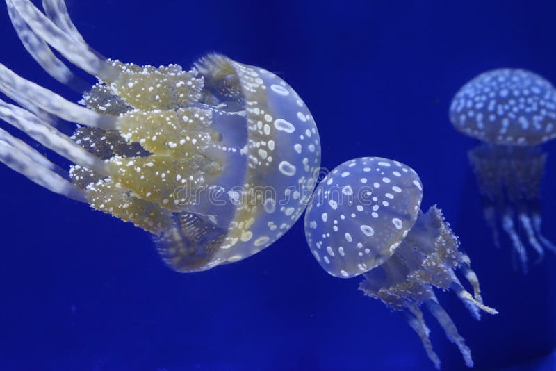 Beautiful Jellyfish with Its Friends Stock Image - Image of azure ...
